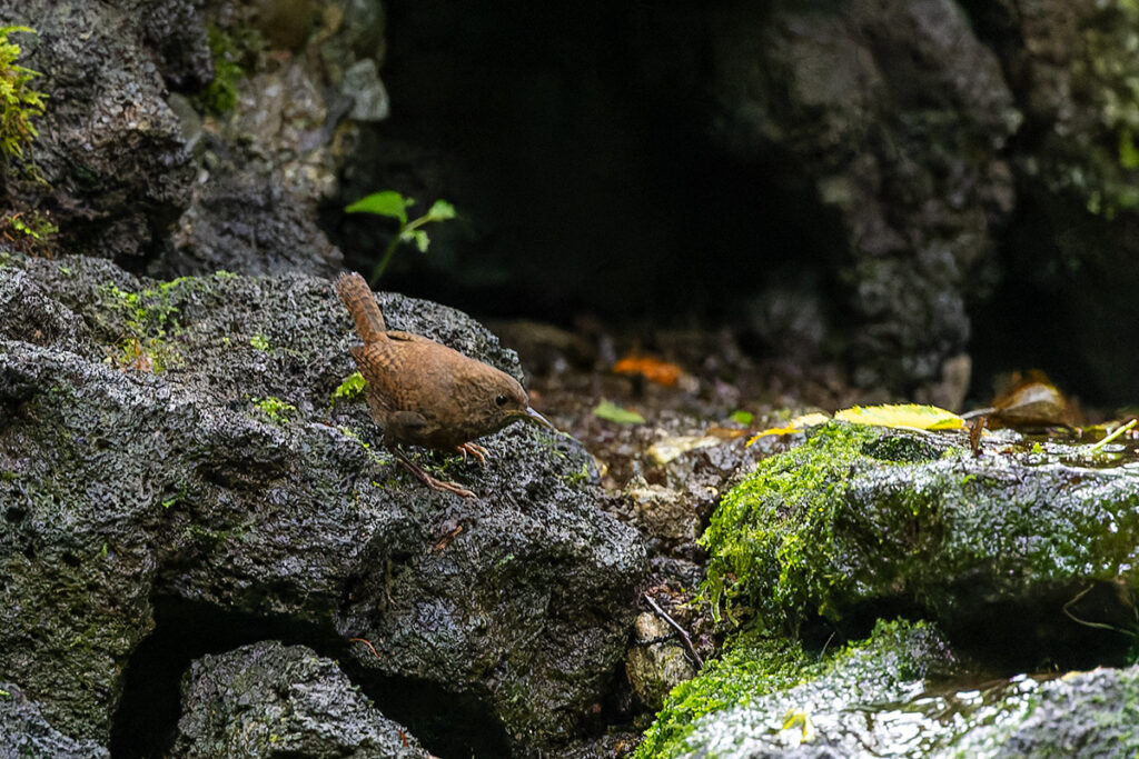 大洞の水場のコルリ | 東京近郊の野鳥撮影日記