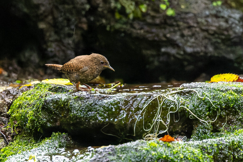 大洞の水場のコルリ | 東京近郊の野鳥撮影日記