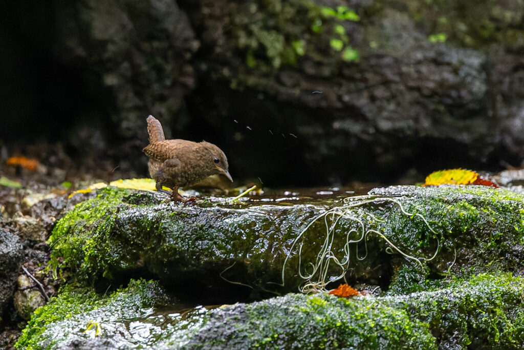 大洞の水場のコルリ | 東京近郊の野鳥撮影日記