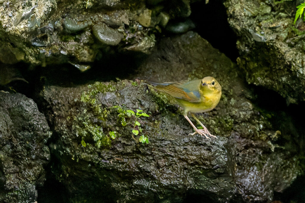 大洞の水場のコルリ | 東京近郊の野鳥撮影日記