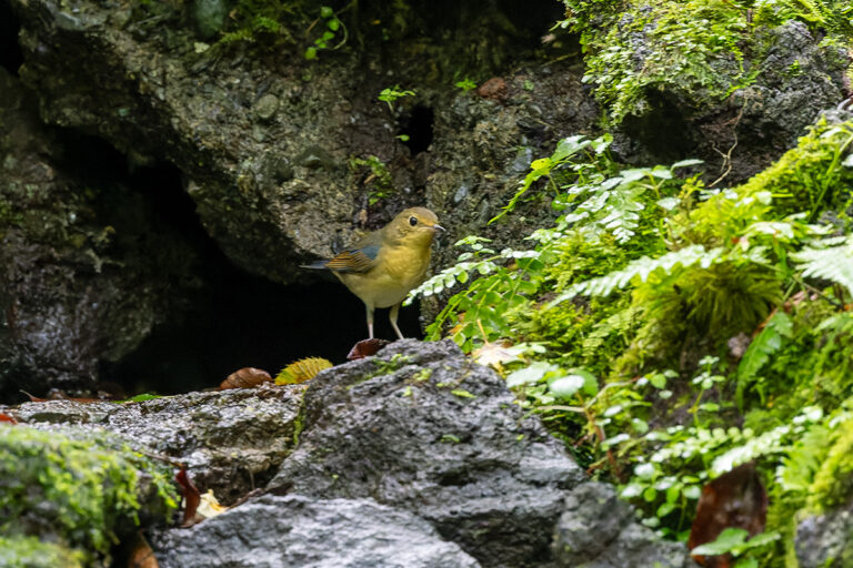 大洞の水場のコルリ | 東京近郊の野鳥撮影日記
