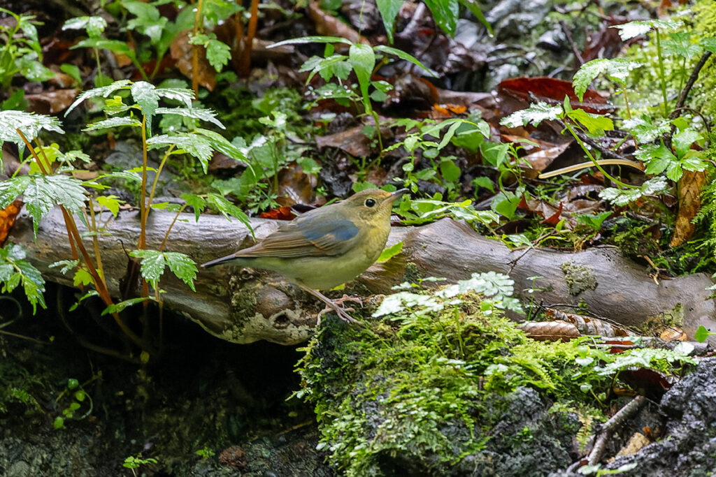大洞の水場のコルリ | 東京近郊の野鳥撮影日記