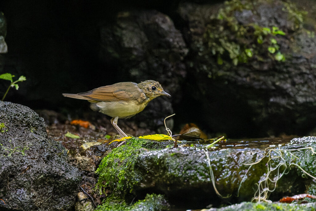 大洞の水場のコルリ | 東京近郊の野鳥撮影日記