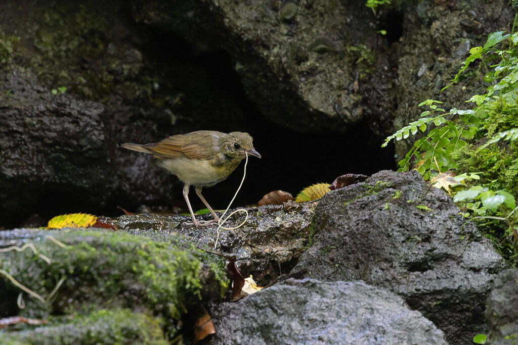 大洞の水場のコルリ | 東京近郊の野鳥撮影日記