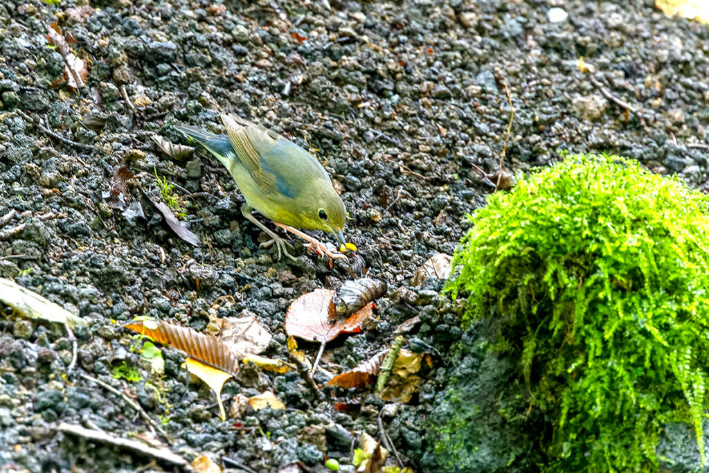 大洞の水場のコルリ | 東京近郊の野鳥撮影日記