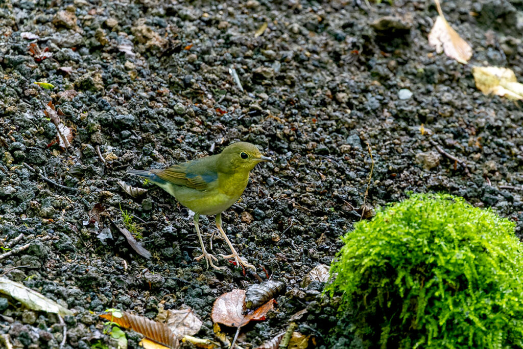 大洞の水場のコルリ | 東京近郊の野鳥撮影日記