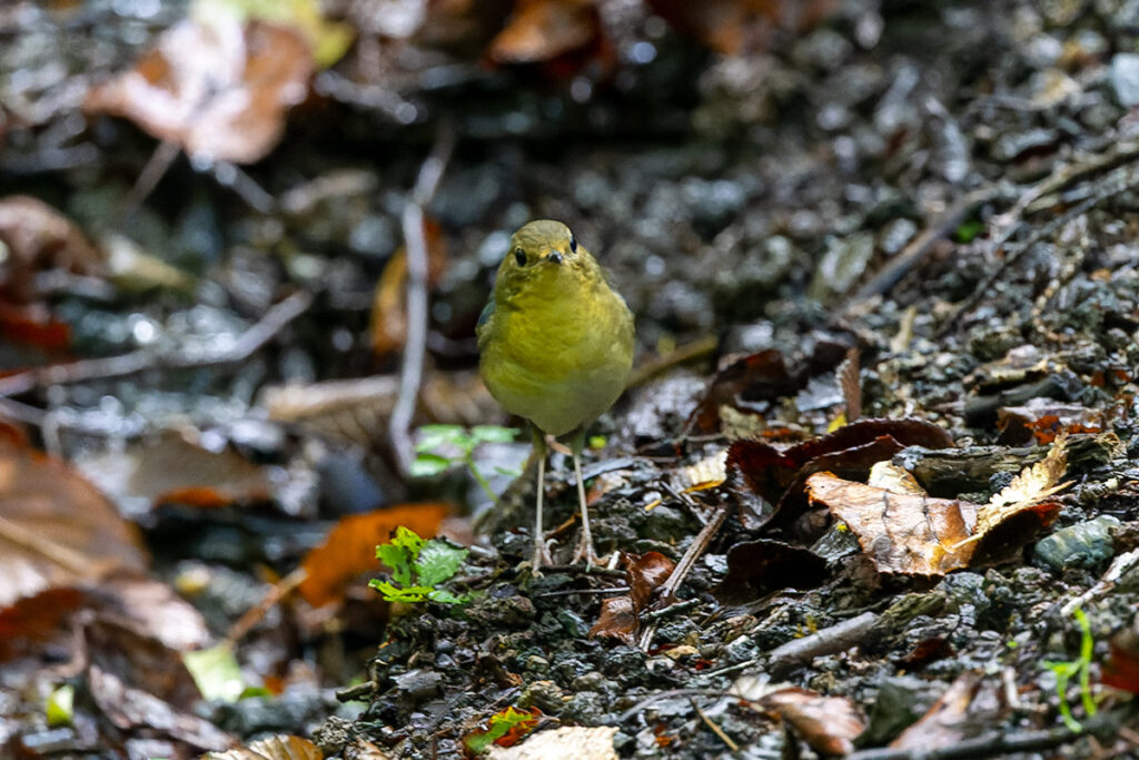 大洞の水場のコルリ | 東京近郊の野鳥撮影日記