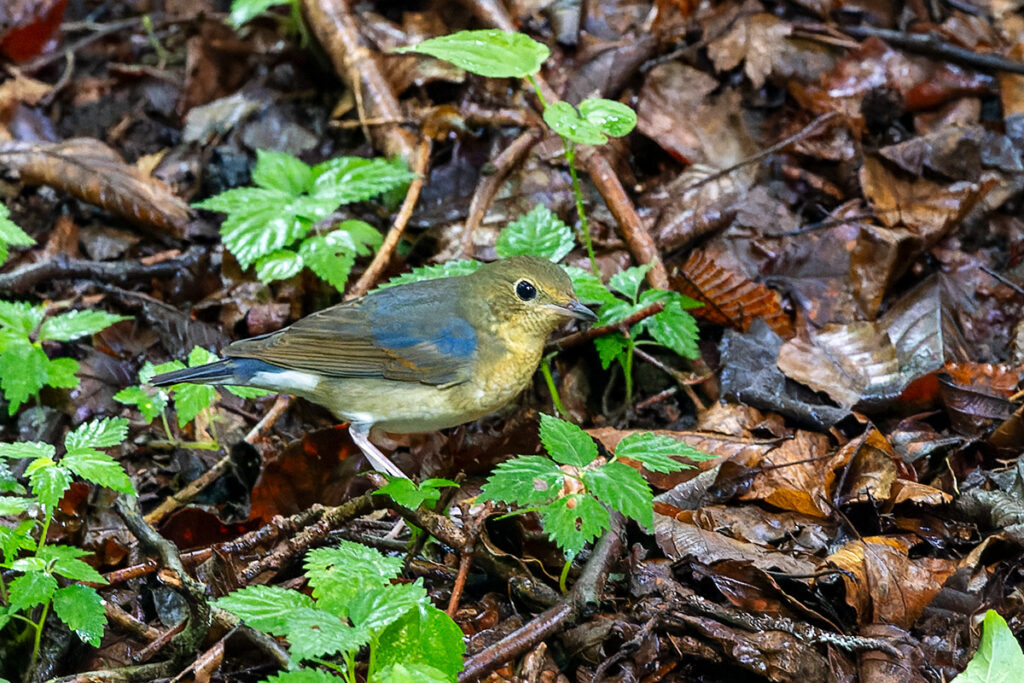 大洞の水場のコルリ | 東京近郊の野鳥撮影日記