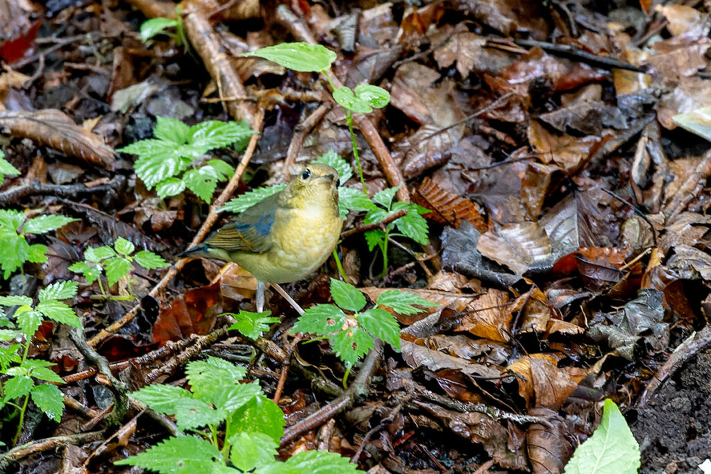 大洞の水場のコルリ | 東京近郊の野鳥撮影日記
