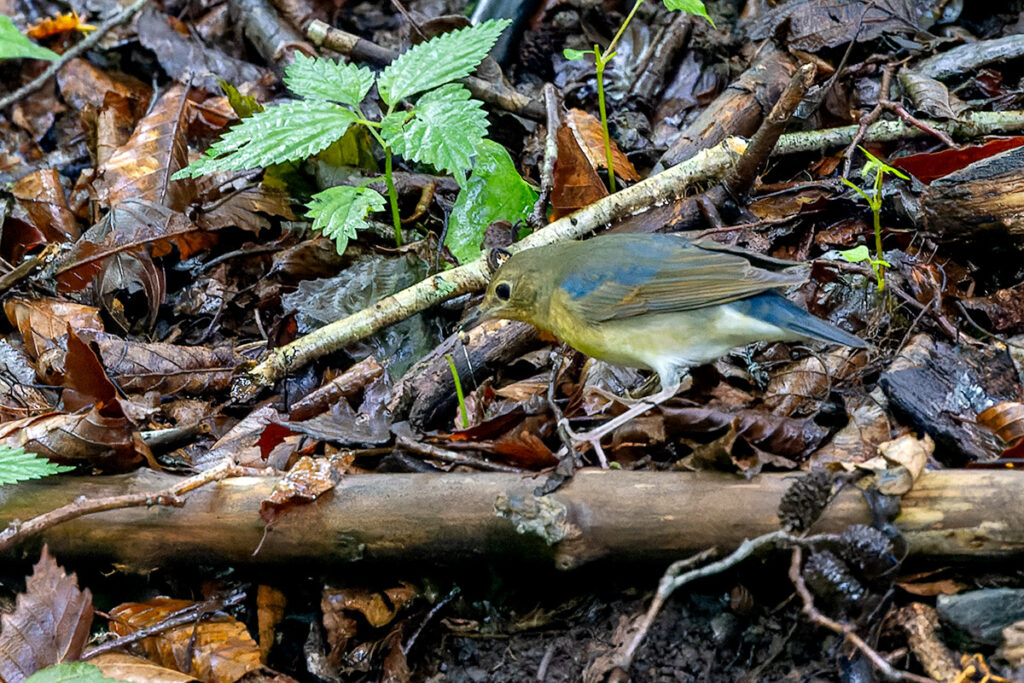 大洞の水場のコルリ | 東京近郊の野鳥撮影日記
