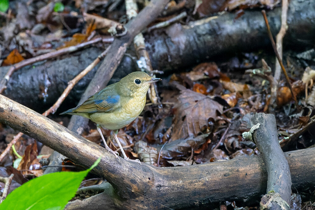 大洞の水場のコルリ | 東京近郊の野鳥撮影日記