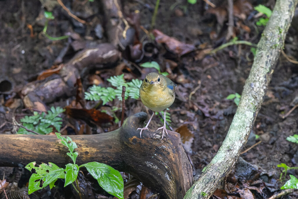 大洞の水場のコルリ | 東京近郊の野鳥撮影日記