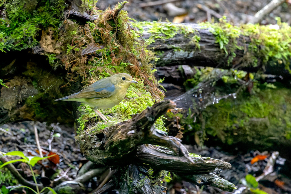 大洞の水場のコルリ | 東京近郊の野鳥撮影日記