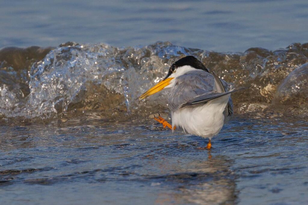 検見川浜コアジサシ保護区 | 東京近郊の野鳥撮影日記