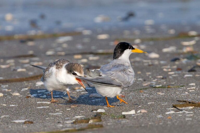 検見川浜コアジサシ保護区 | 東京近郊の野鳥撮影日記