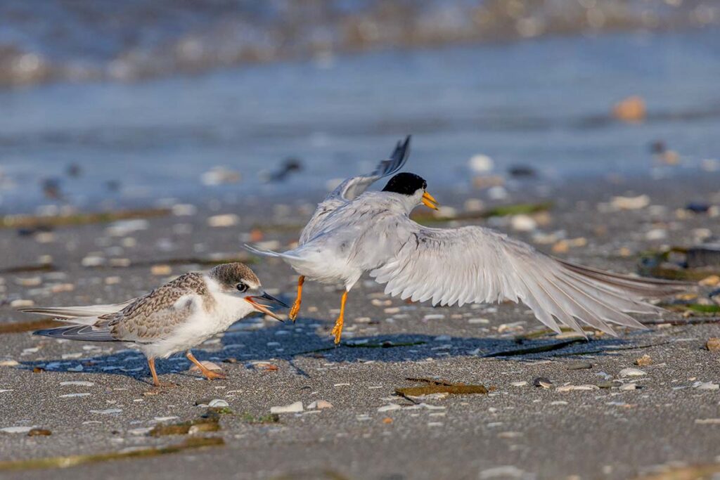 検見川浜コアジサシ保護区 | 東京近郊の野鳥撮影日記