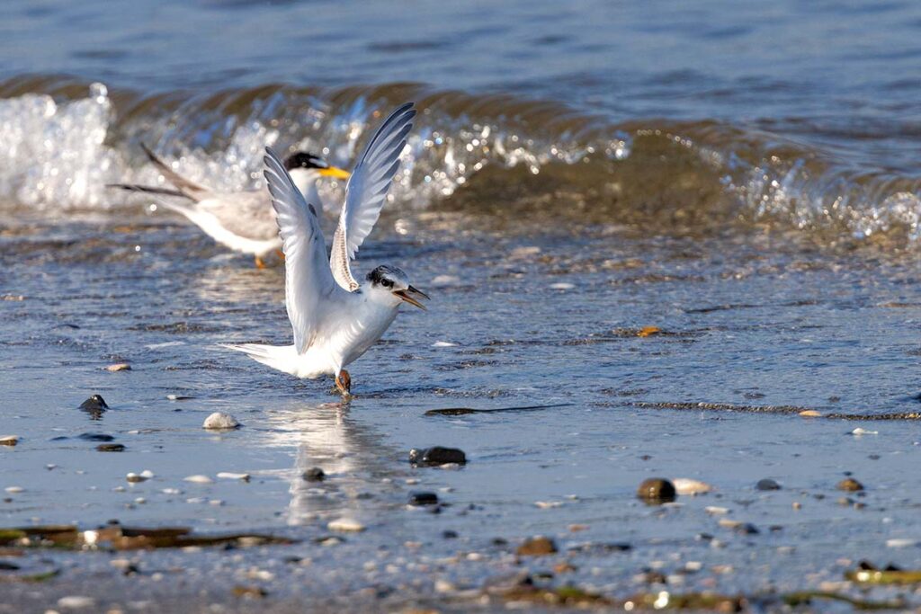 検見川浜コアジサシ保護区 | 東京近郊の野鳥撮影日記