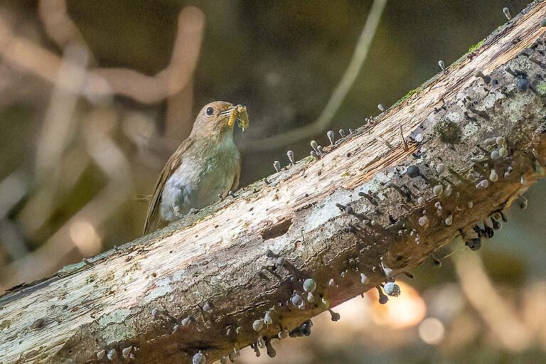 初めての伊勢沢林道！ | 東京近郊の野鳥撮影日記