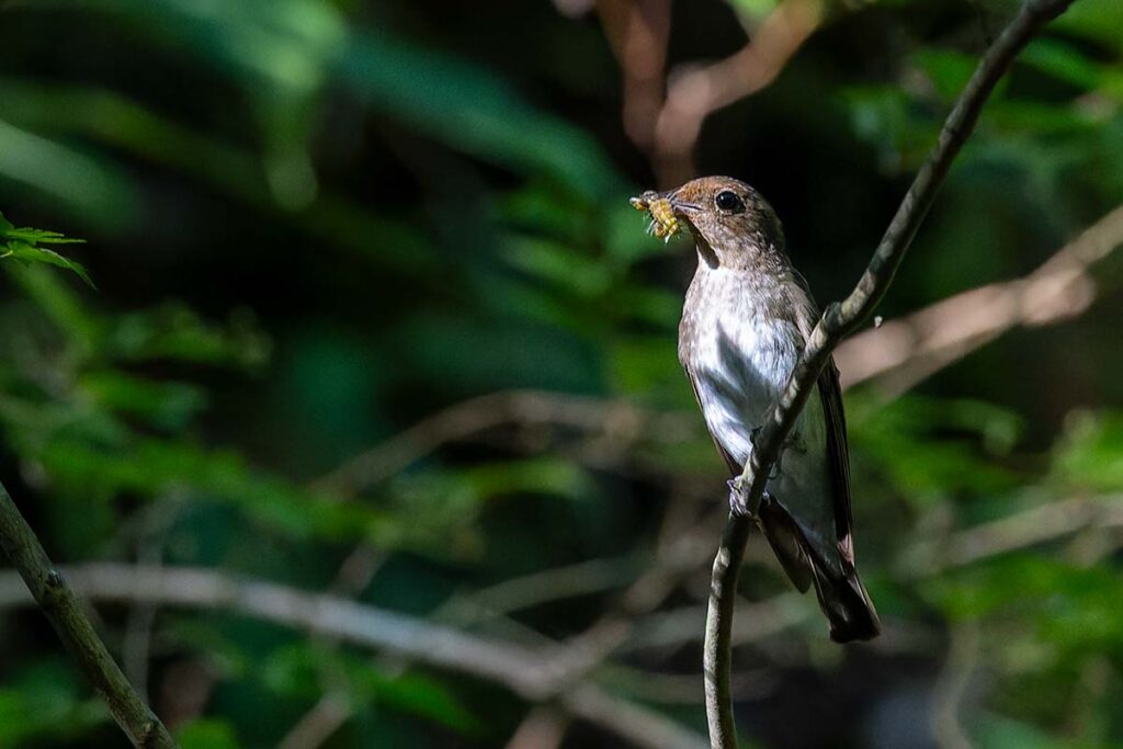 初めての伊勢沢林道！ | 東京近郊の野鳥撮影日記