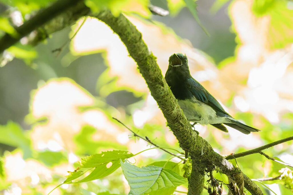 初めての伊勢沢林道！ | 東京近郊の野鳥撮影日記