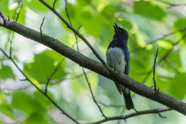 初めての伊勢沢林道！ | 東京近郊の野鳥撮影日記