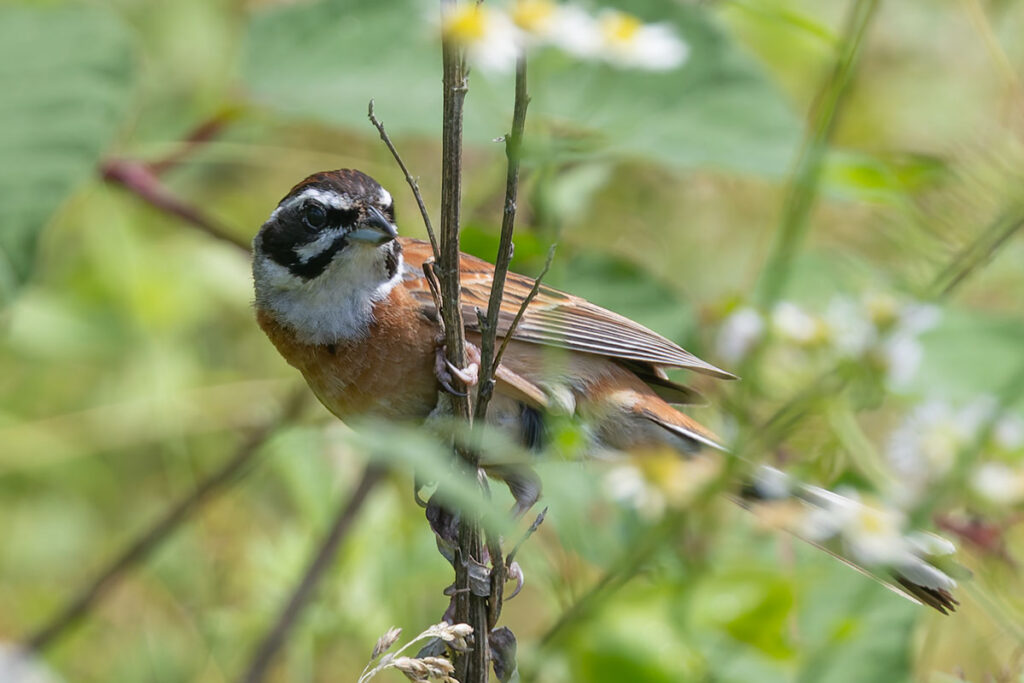柳沢峠のホオジロ | 東京近郊の野鳥撮影日記